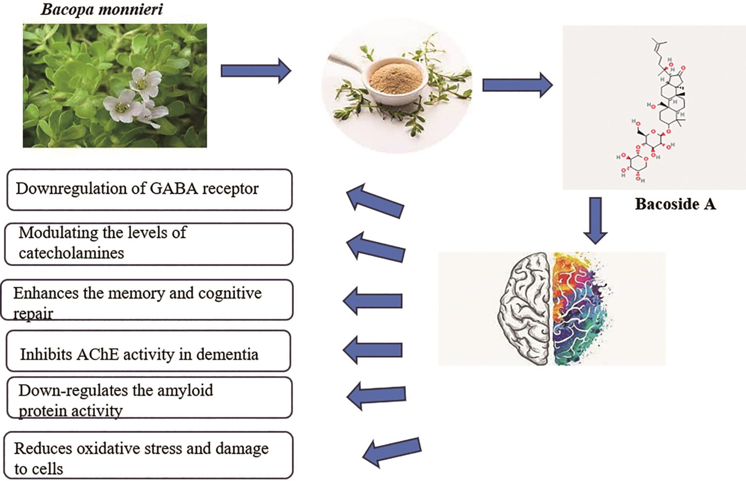 Bacopa Monnieri Extract: Role of Bacoside A & B
